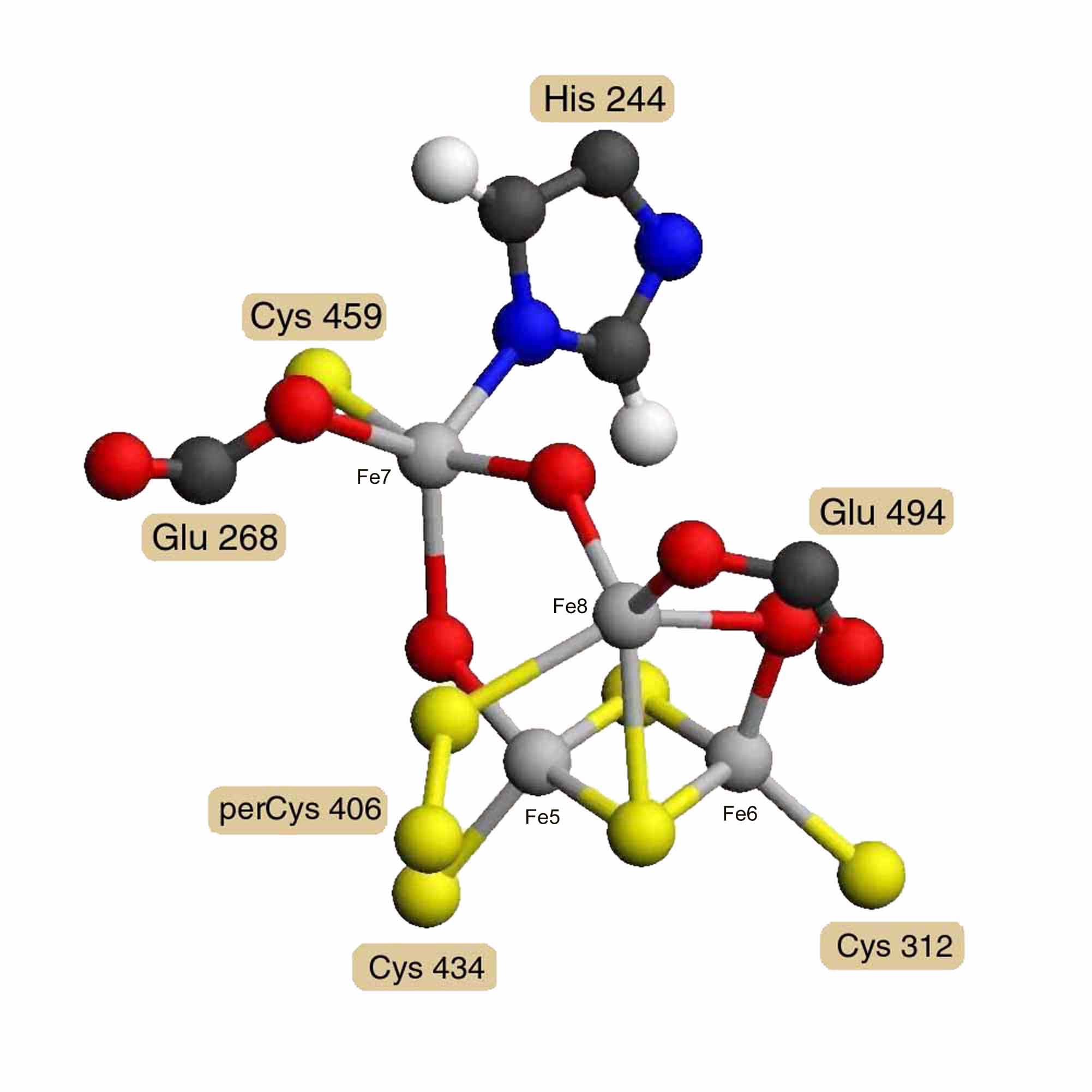 Cofactor-Binding Homology Domains of the Hybrid Cluster Proteins and ...